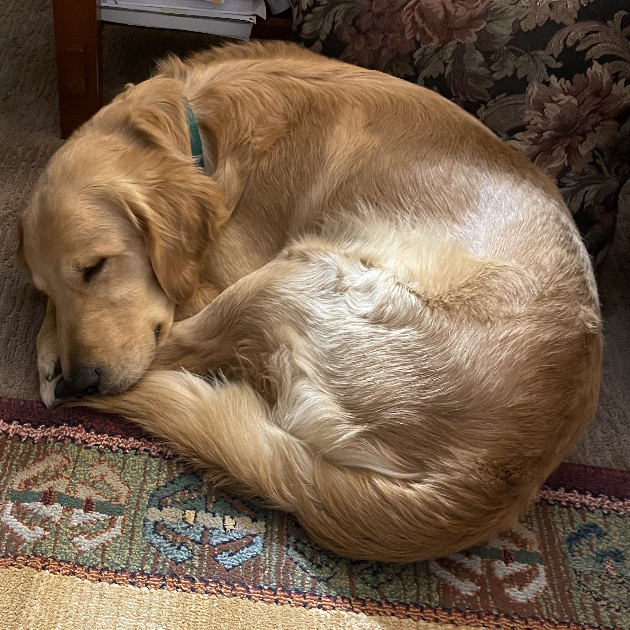 Meet Rex 20-182A - Retrieve a Golden of the Midwest