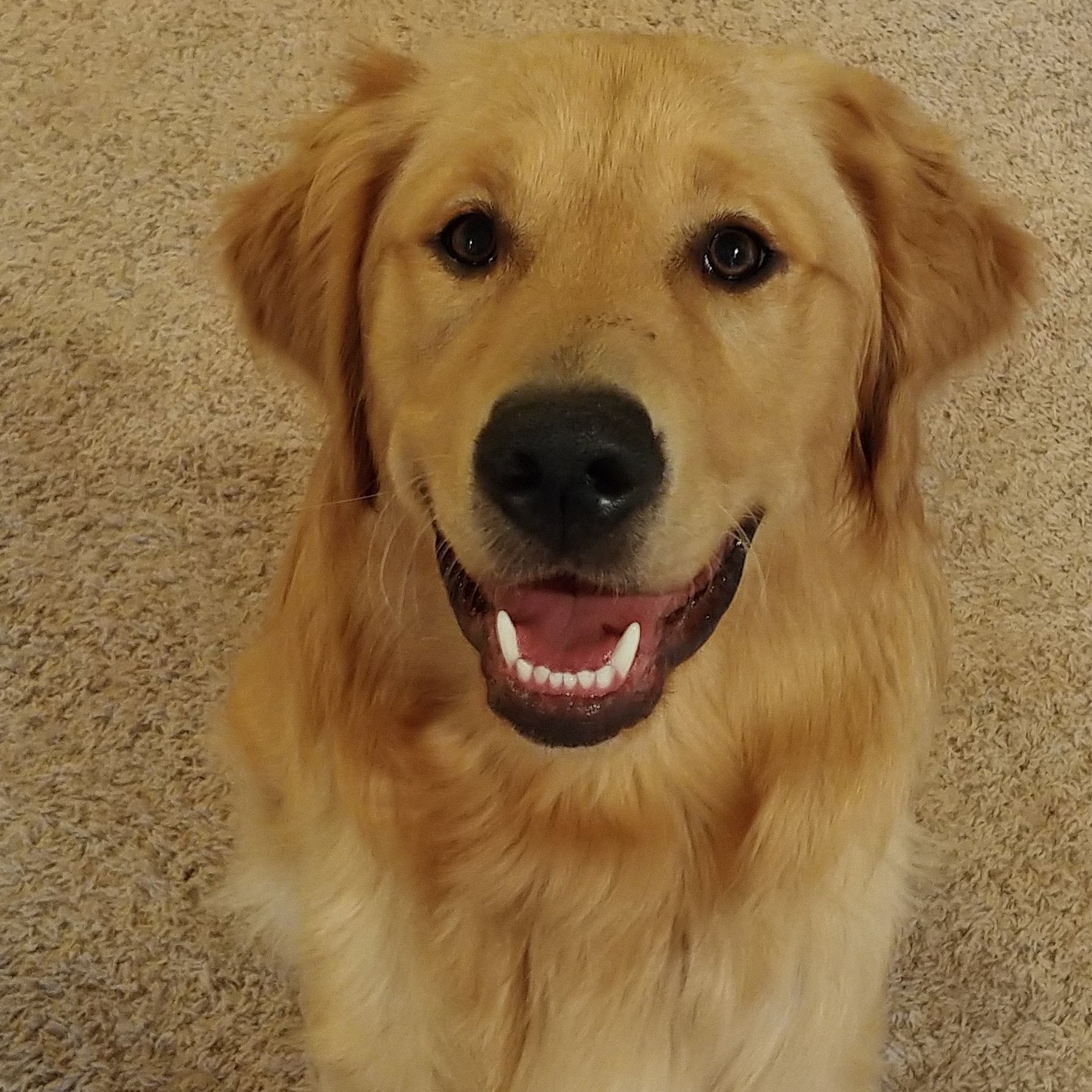Meet Rowan 20-135 - Retrieve a Golden of the Midwest