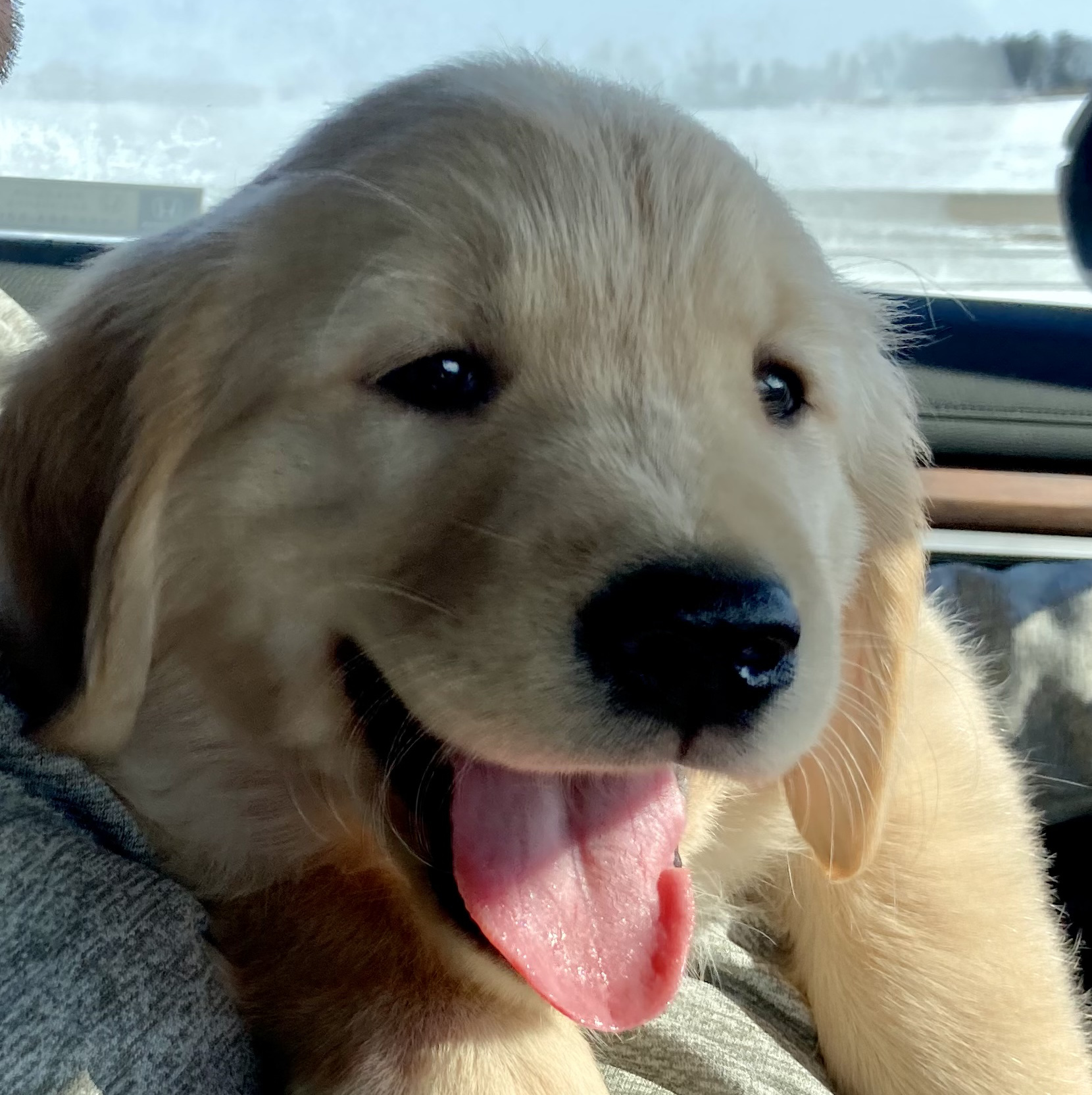 Meet Tinsley Rae (Teddie) 20-197 - Retrieve a Golden of the Midwest