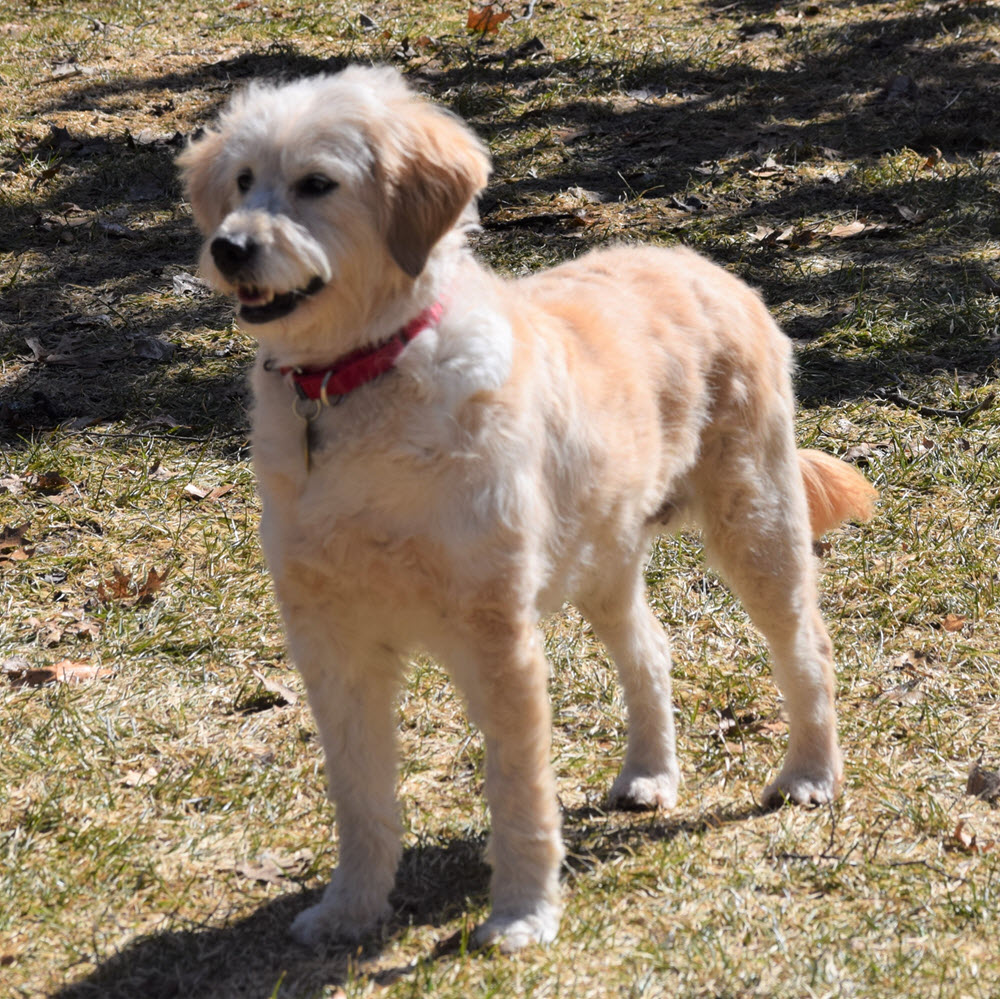 Meet Tinkerbell 20-056 - Retrieve a Golden of the Midwest