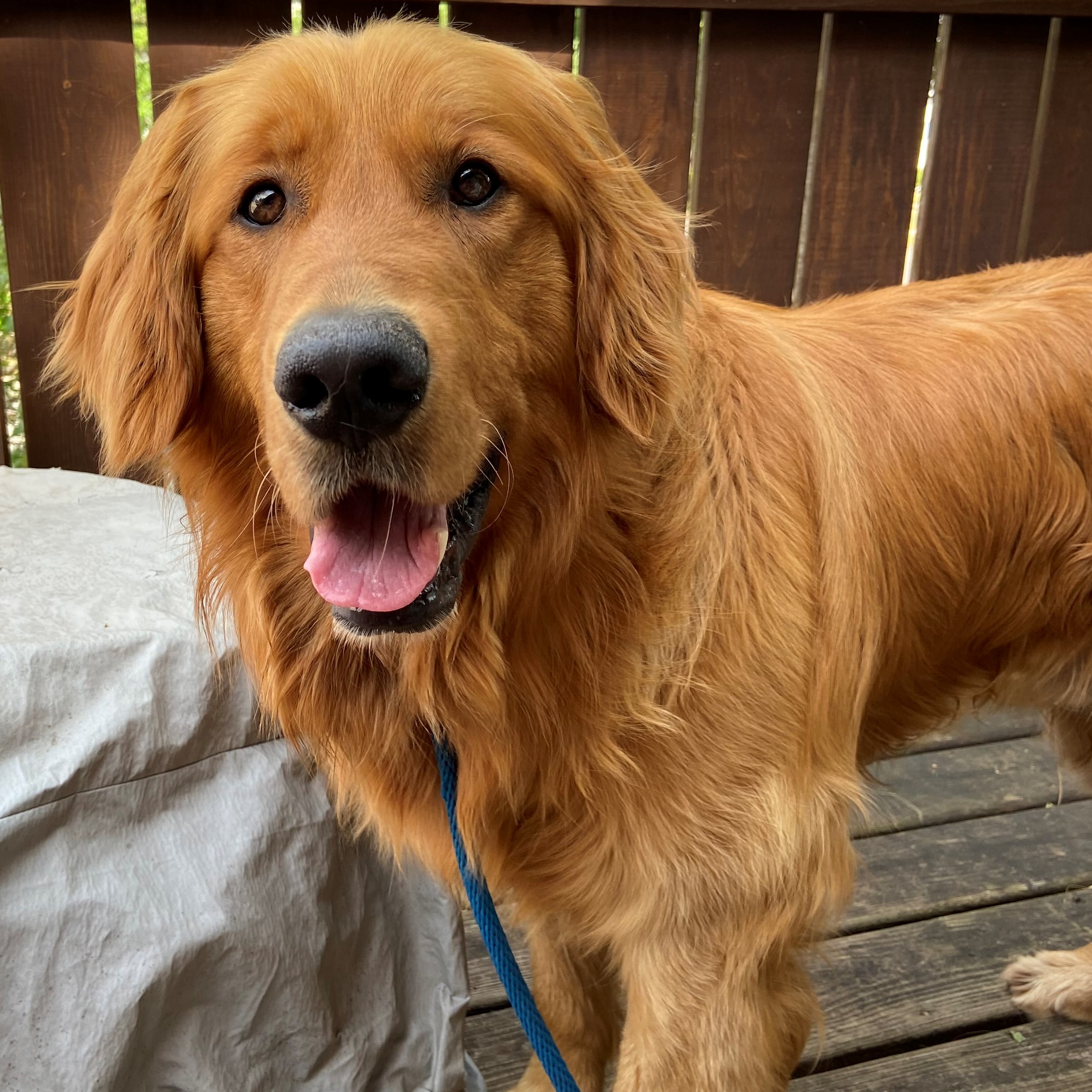 Meet Chevy 21-101 - Retrieve a Golden of the Midwest
