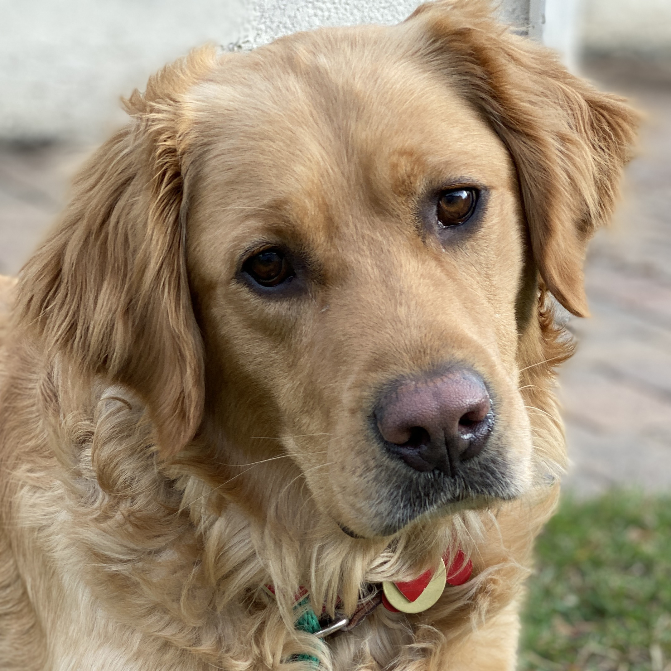 Meet Cooper 21-077 - Retrieve a Golden of the Midwest
