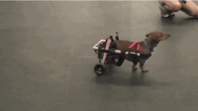 Watch This Rescue Dog’s Remarkable Rehabilitation