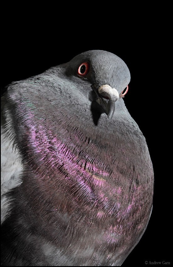 The New York Pigeon: An Exhibition Of Photos By Andrew Garn