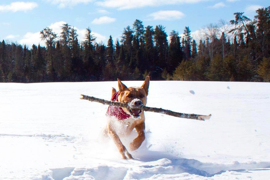 Your Best #SnowDogs