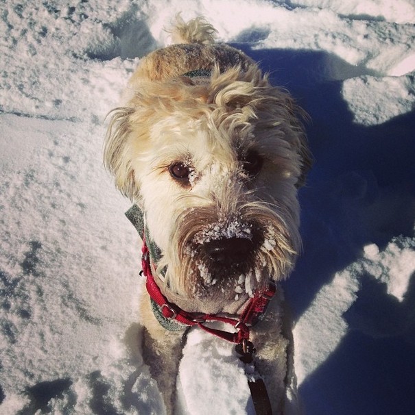 Your Best #SnowDogs