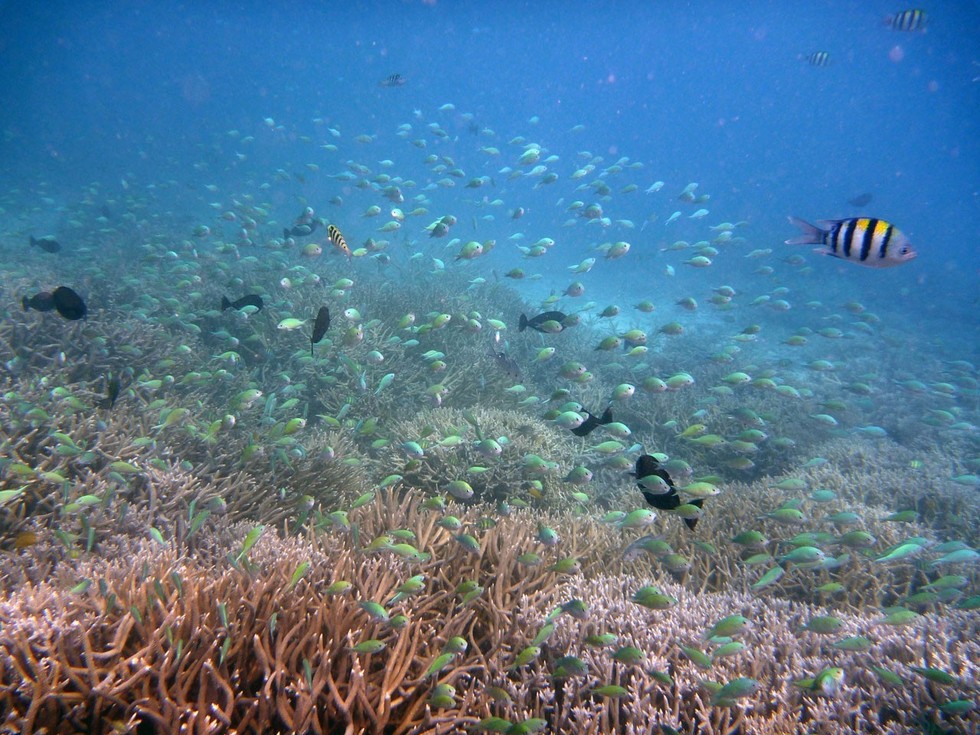 Palau To Ban Commercial Fishing, Creating Massive Marine Sanctuary