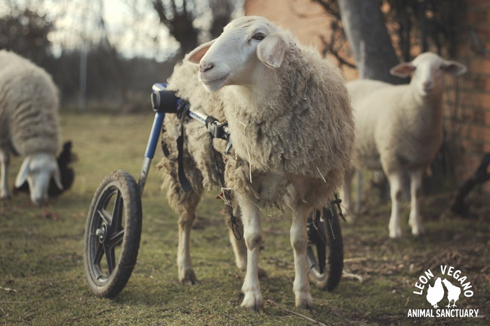 Disabled Sheep Gets New Wheels And A New Sense Of Freedom