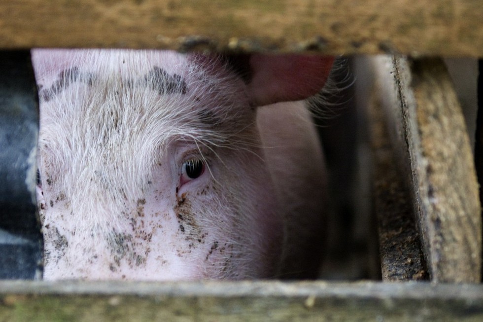 Report: Rampant, Disturbing Abuse At Kentucky Factory Farm