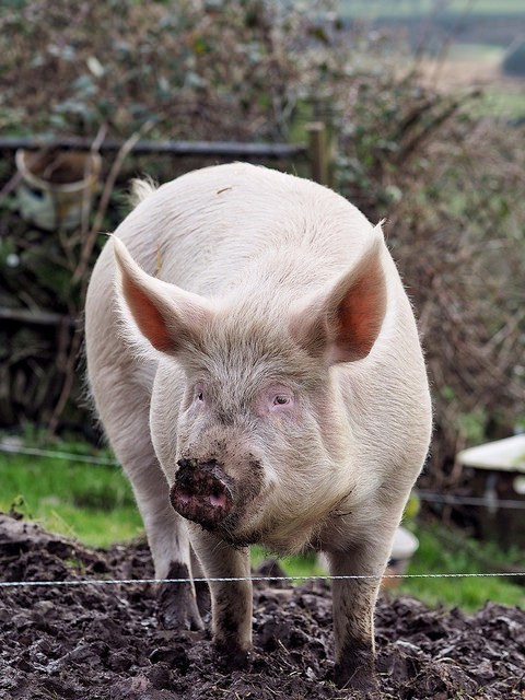 Medical Training On Animals Doesn't Help Treat Humans