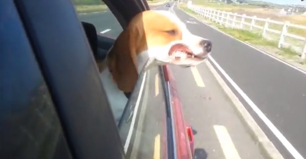 Beagle Enjoys Windy Ride Out The Car Window