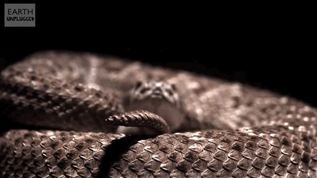 Watch A Rattlesnake Shake Its Tail In Super Slow Motion