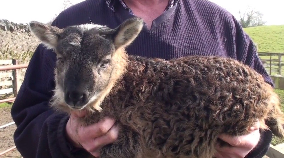Adorable Sheep-Goat Hybrid Born After Rare Barnyard Romance
