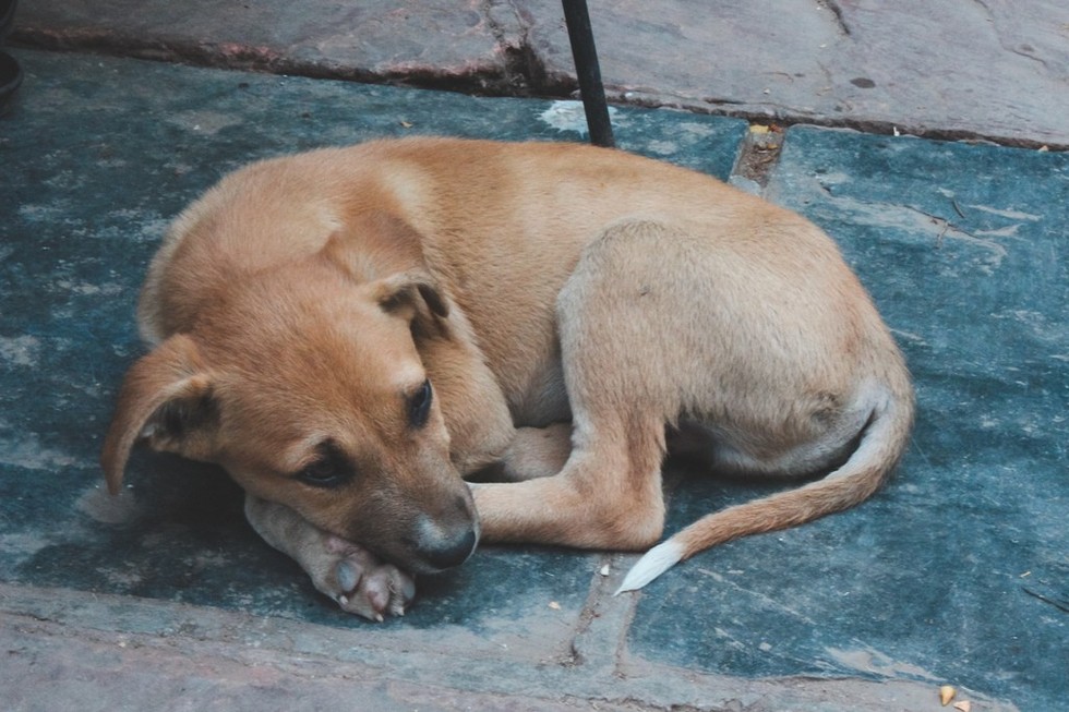 Anti-Rabies Campaign Attempts To Vaccinate India's 30 Million Stray Dogs