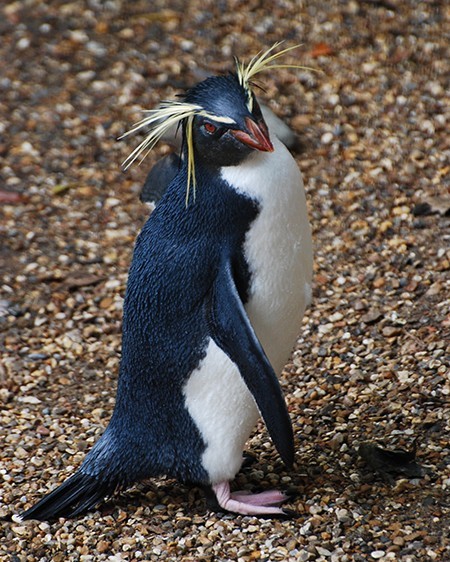 The 18 Best Penguin Species (All Of Them)