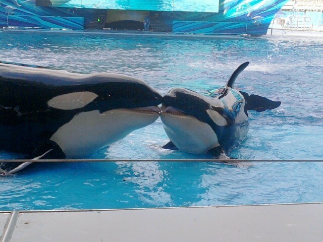 5 Reasons Why SeaWorld's Orca Breeding Program Is Seriously Bad News