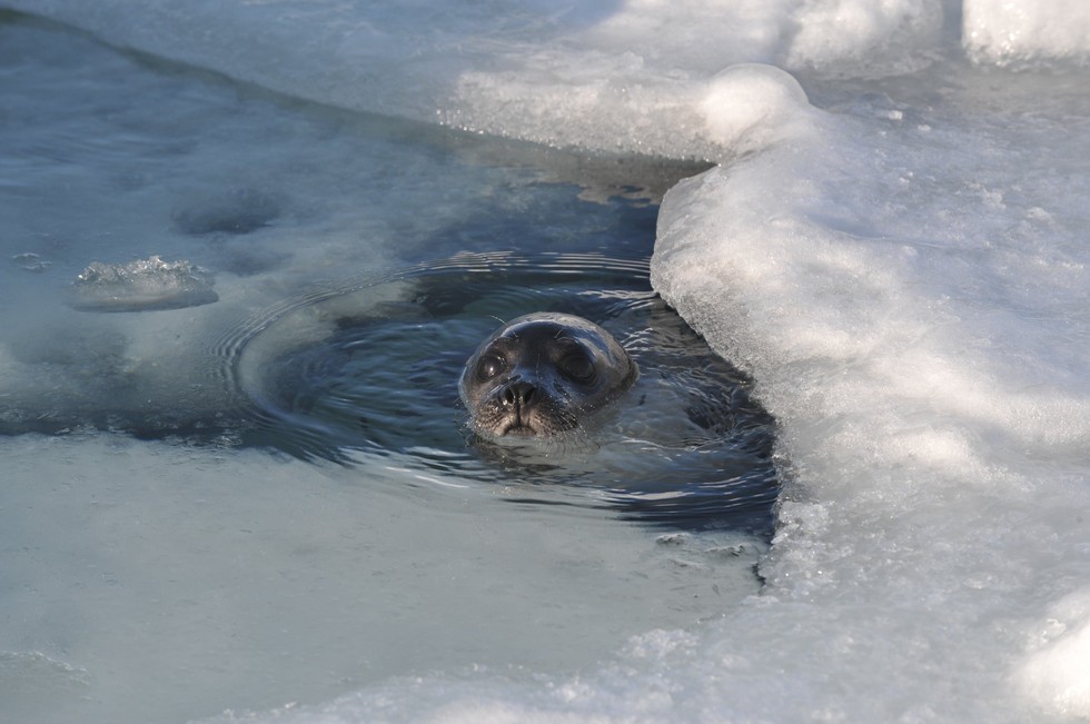 How The U.S., Russia And 32 Other Countries Are Saving Seals