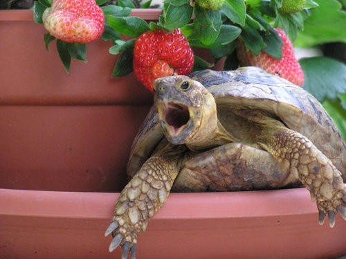 Happy World Turtle Day! Here Are Some Photos Of Turtles Eating Strawberries