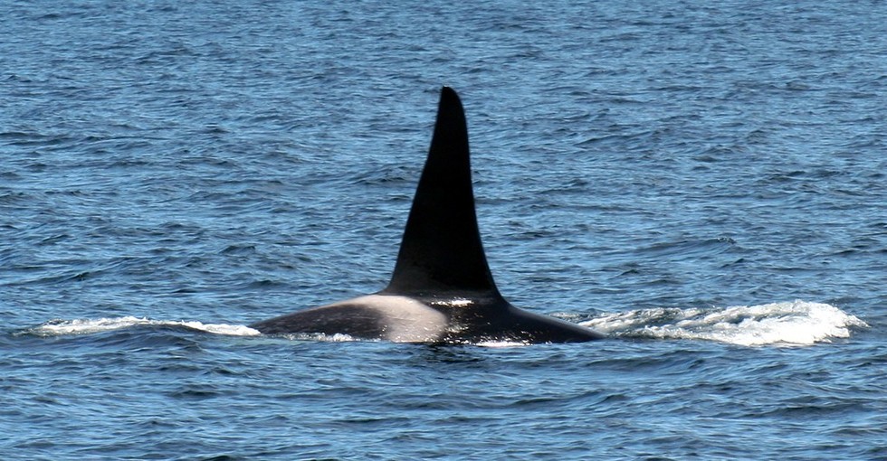 SeaWorld Slammed For Twisting Orca Expert’s Research