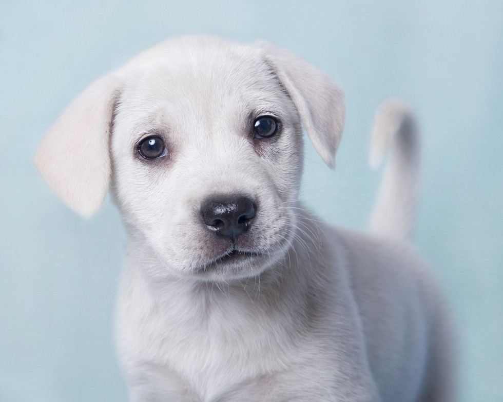 Here Are Pictures of 6-Week-Old Puppies Of Your Favorite Dog Breed (All ...