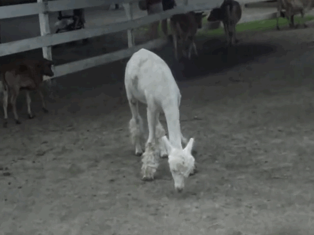 Here Are 12 Shaved Alpacas That Will Change The Way You Look At The World
