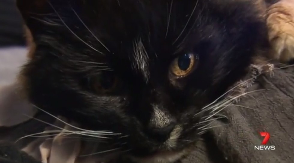 One Family’s Missing Cat Returns Home 13 Years Later