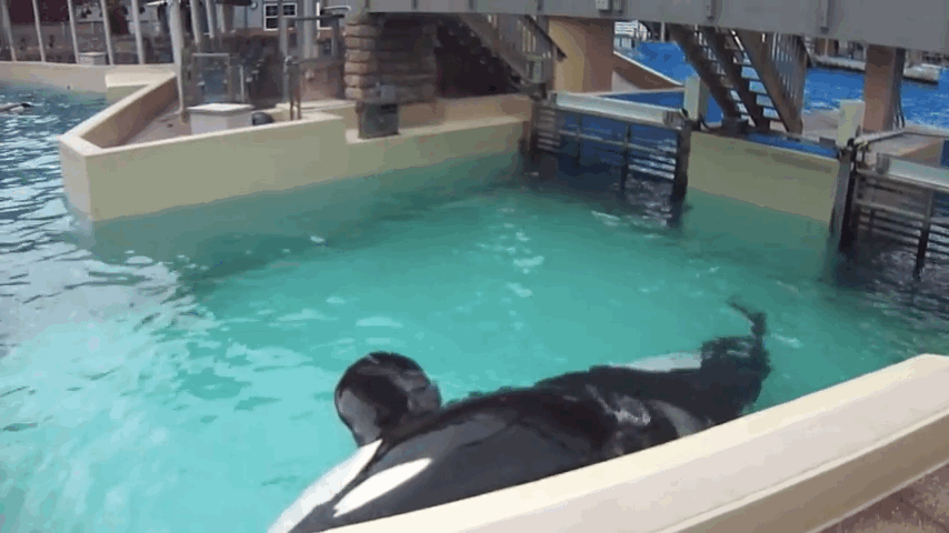 The Real Lives Of Captive Orcas Revealed In Videos From SeaWorld Visitors
