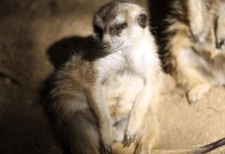 7 Sleepy Meerkats Who Should Probably Just Go To Bed Already