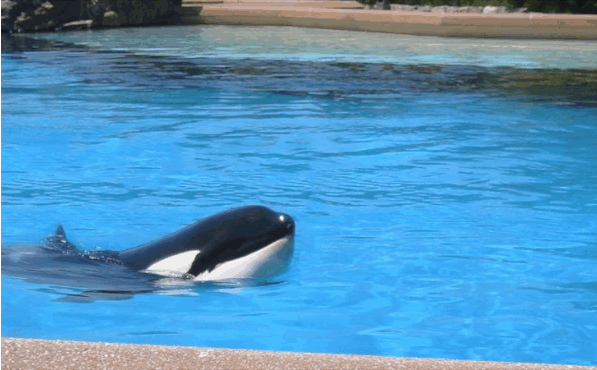 These GIFs Show What It Would Look Like If SeaWorld Freed Its Orcas