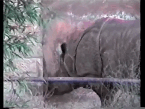 The "Cute" Zoo Animal Behaviors That Are Actually Signs Of Zoochosis
