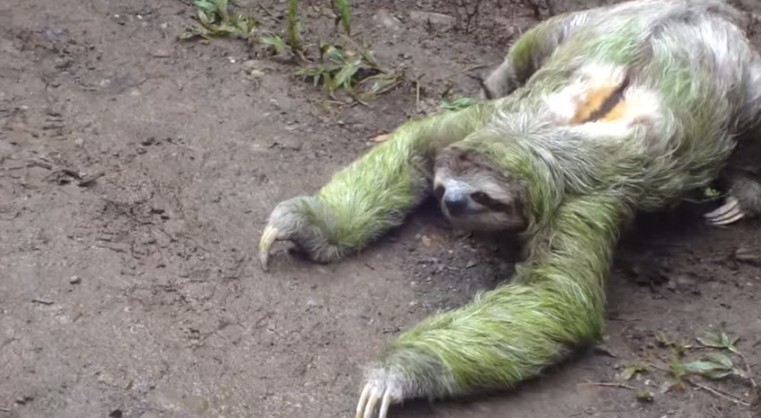 This Is What A Sloth Looks Like Sped Up 10x