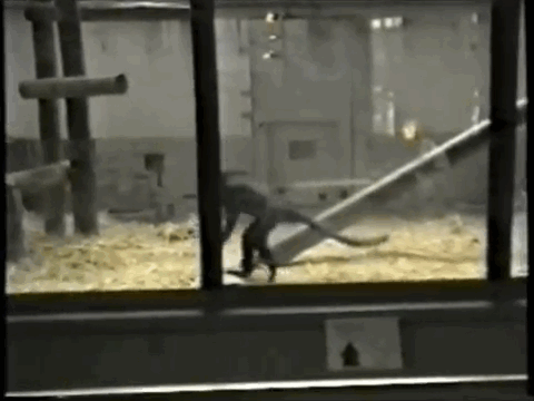 The "Cute" Zoo Animal Behaviors That Are Actually Signs Of Zoochosis