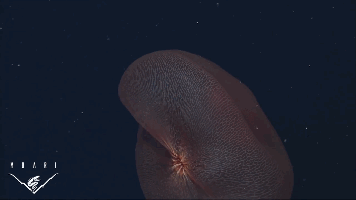 Crazy Creatures Of The Deep Sea: Jellyfish That Look Like Belly Buttons ...