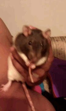 9 Incredible Rats Demonstrate Why Every Rat Should Be Eating Spaghetti