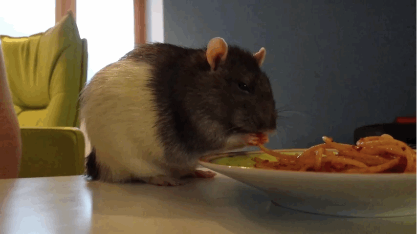 9 Incredible Rats Demonstrate Why Every Rat Should Be Eating Spaghetti