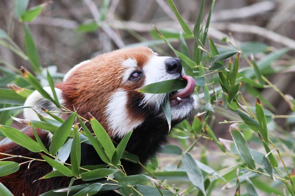 9 Things The Internet Didn't Teach You About Red Pandas