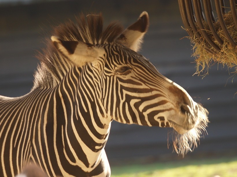 The Dodo - You Should Be Jealous of These 13 Animals' Seriously Epic Beards