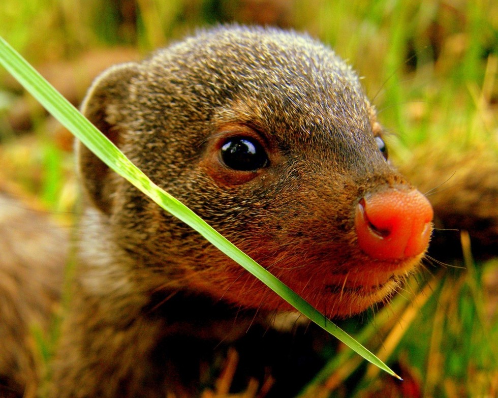 Parenthood: Mongooses Have A Learning Curve, Too