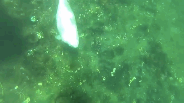 Watch A Friendly Beluga Circle A Diver, Take The Most Epic Beluga ...
