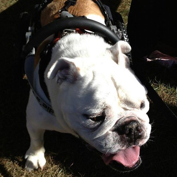 A Celebration Of Bipedal Dogs, Who Are Acing Life With Wheels