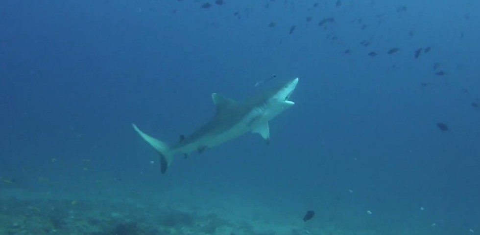 This Is What It Looks Like When A Shark Goes To Get Her Teeth Cleaned