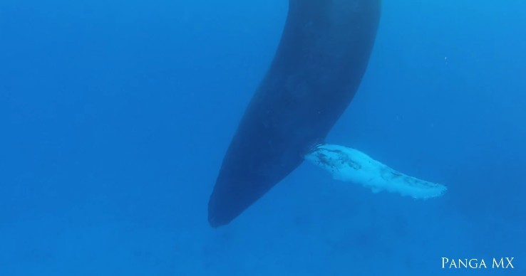 Rare Footage Captures A Sleepy Whale Waking Up From A Nap