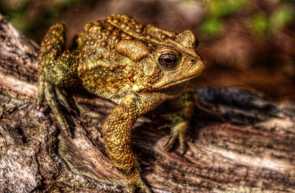 Spooky Animals That Aren't So Spooky After All