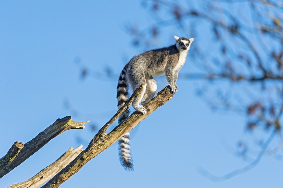 Meet The Rare Species Helping Madagascar’s Jungles