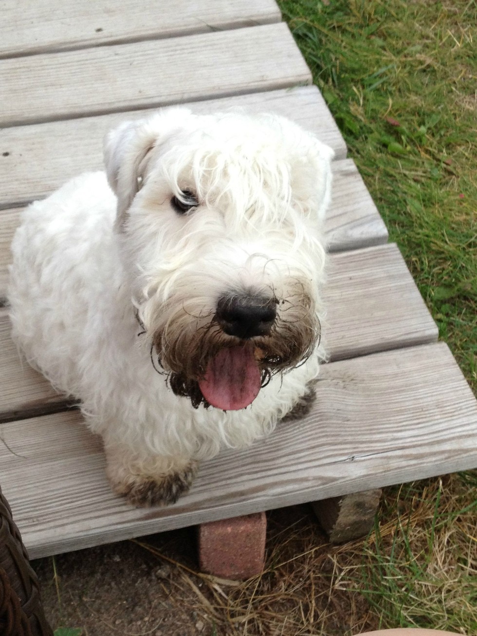 10 Dogs Who Are Ridiculously Good At Playing In The Mud