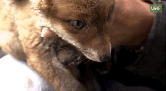 Itty Bitty Baby Fox Is Freed After Getting Head Stuck In Can