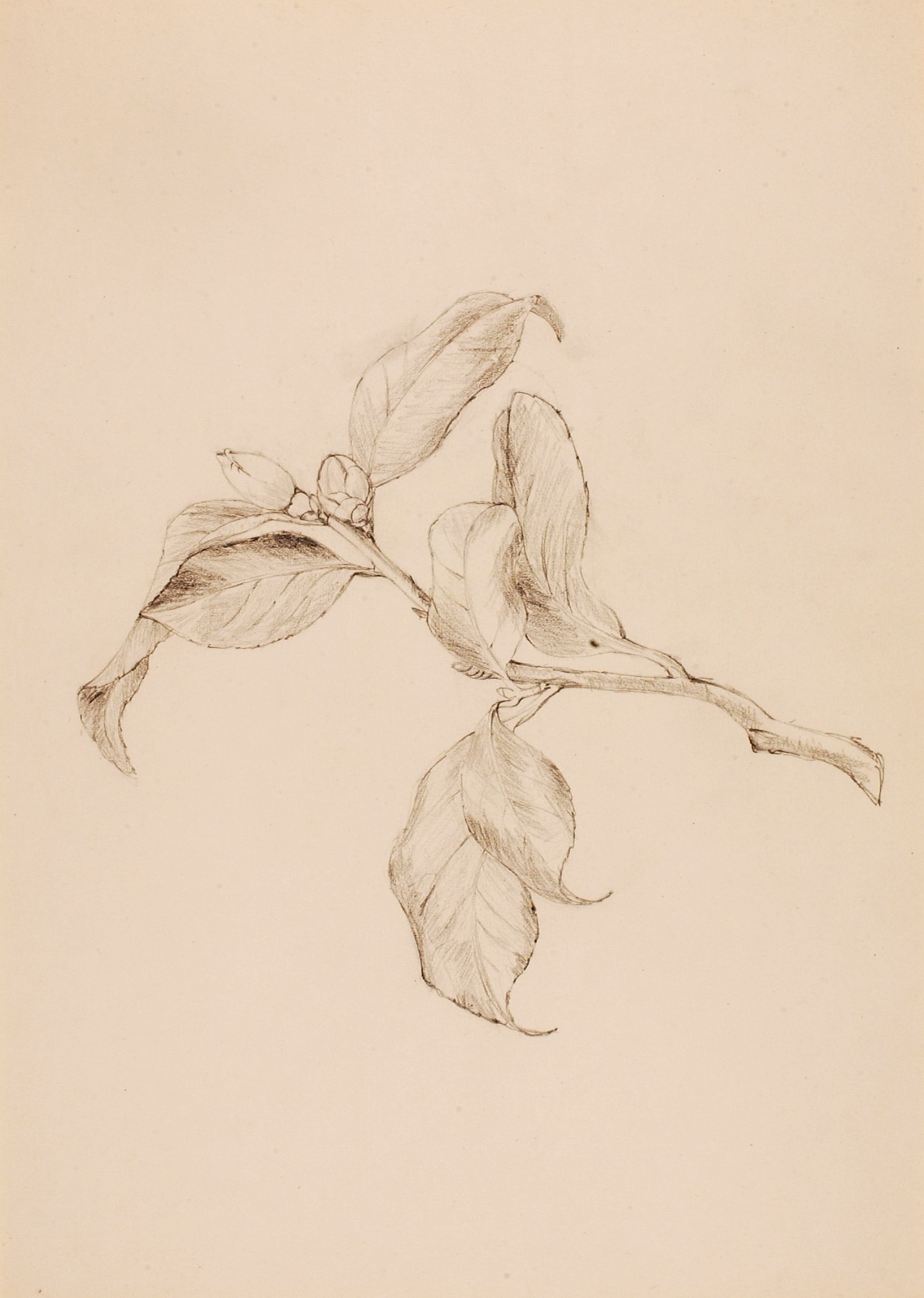 Art Reproductions Gardenia Leaves and Buds by Florence Koehler (1861 ...