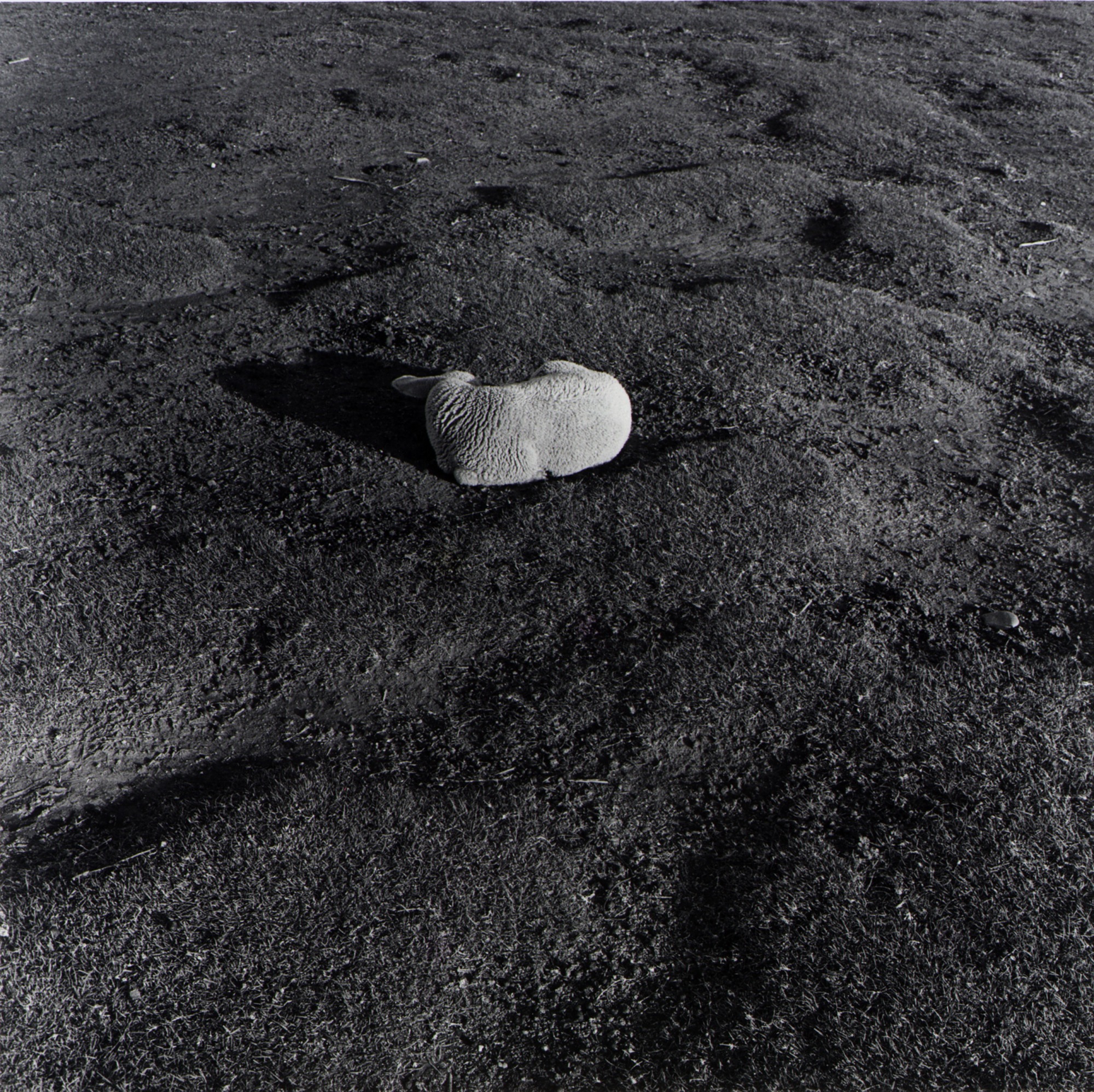 Sleeping Lamb, from the Kansas Documentary Survey Project, 1974 by ...