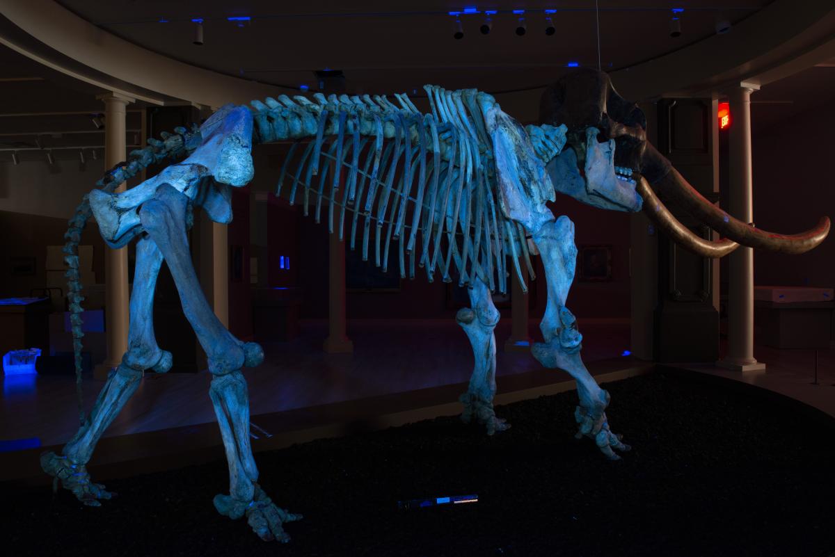 Mysteries of the First Mastodon | Smithsonian American Art Museum