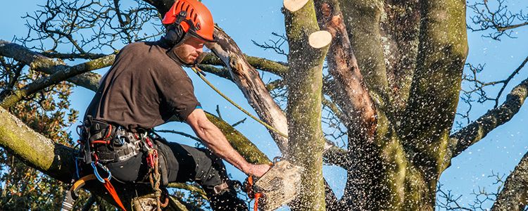 Tree Service Insurance for Your Small Business | SmartFinancial